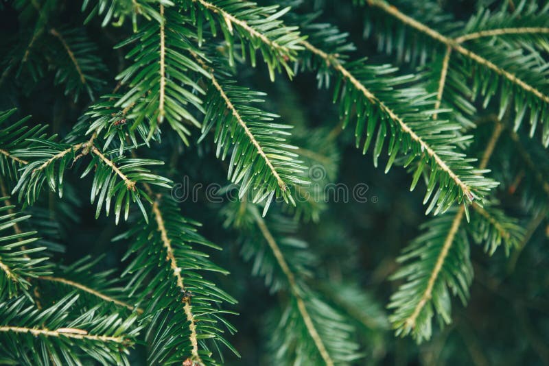 Close up of spruce branch stock photo. Image of closeup - 185483518