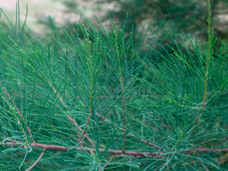 Close Up Spruce Leaves with an Aesthetic and Nice Background Blur Flat ...