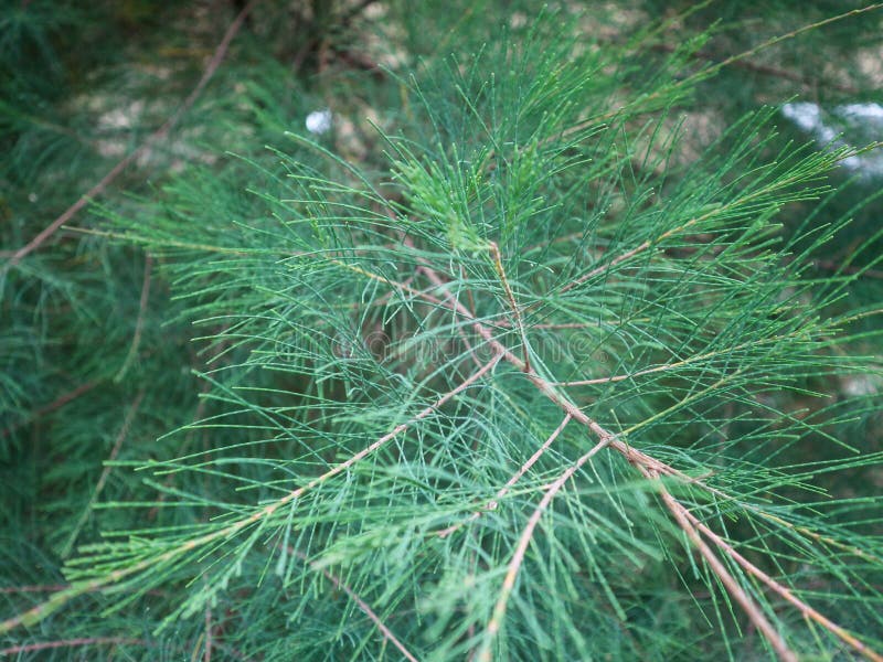 Close Up Spruce Leaves with an Aesthetic and Nice Background Blur Flat ...