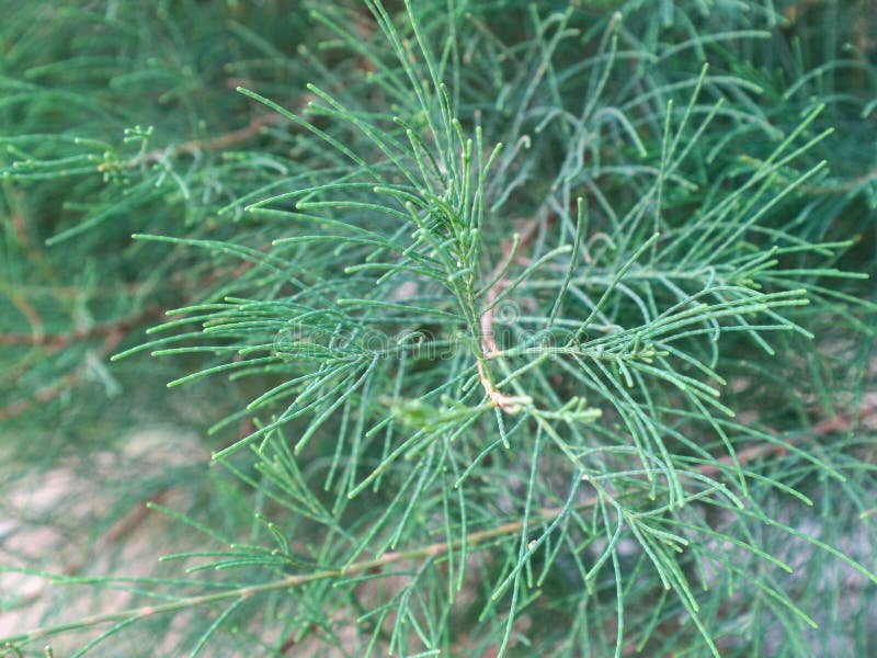 Close Up Spruce Leaves with an Aesthetic and Nice Background Green ...
