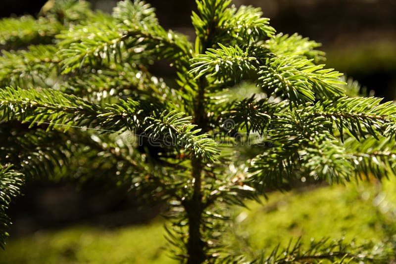 Close up of spruce stock image. Image of needle, twig - 78604305