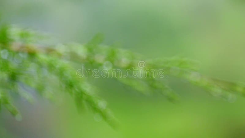 Shift of Focus Traditional South Indian Brass Oil Lamp. Stock Footage ...