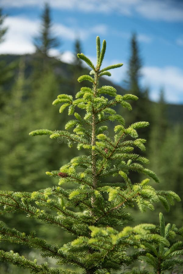 Close up of a spruce tree stock image. Image of spruce - 114805613