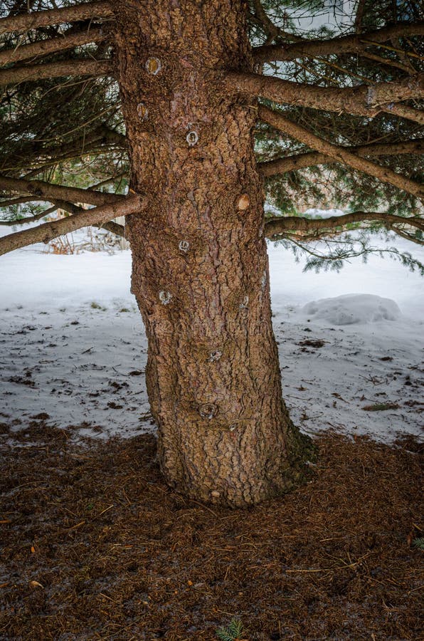 Close-up of a Spruce Tree with Trimmed Branches Stock Image - Image of ...