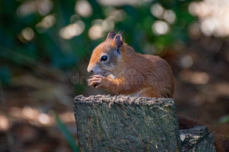 Close Up of a Squirrel in Dark Shade Stock Photo - Image of rodent ...