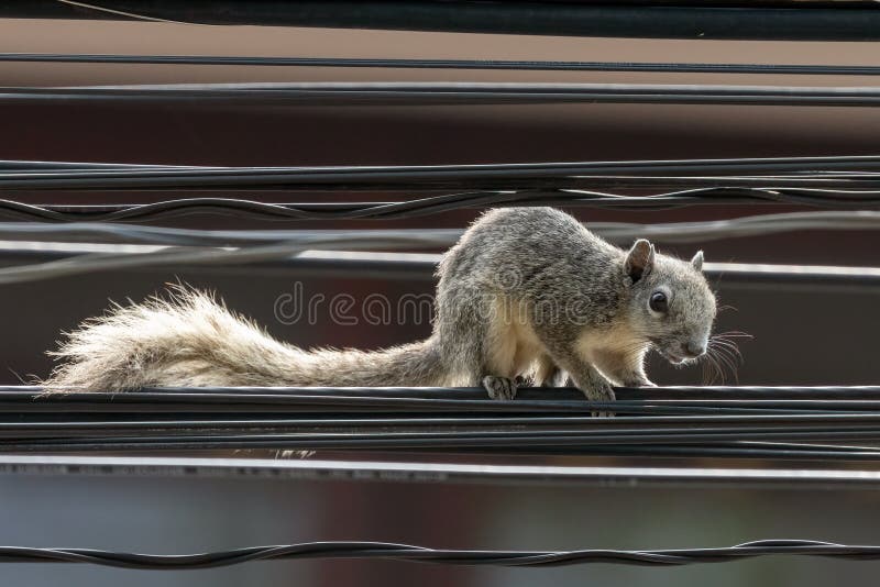 Close-up Squirrel on the Electric Wire Stock Photo - Image of rodent ...