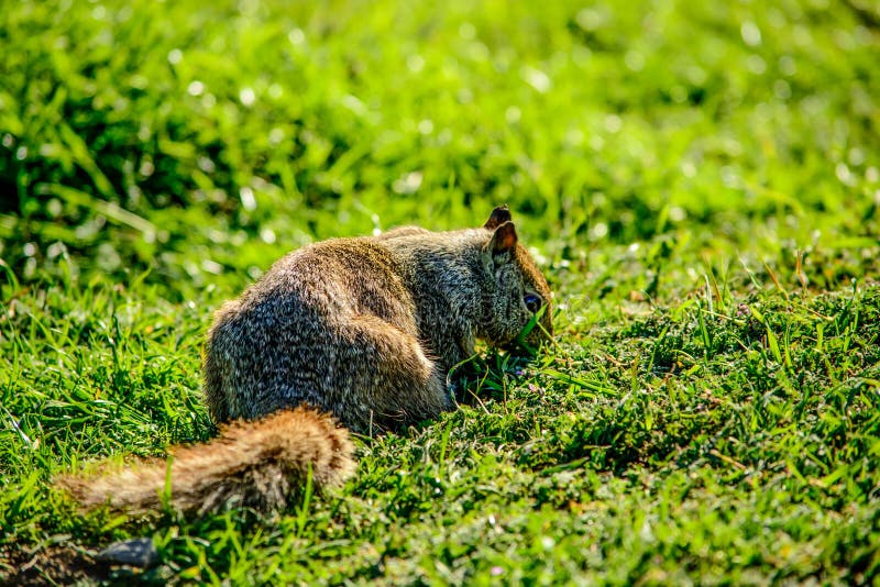 Close Up Squirrel on Grass stock image. Image of prairie - 76031597