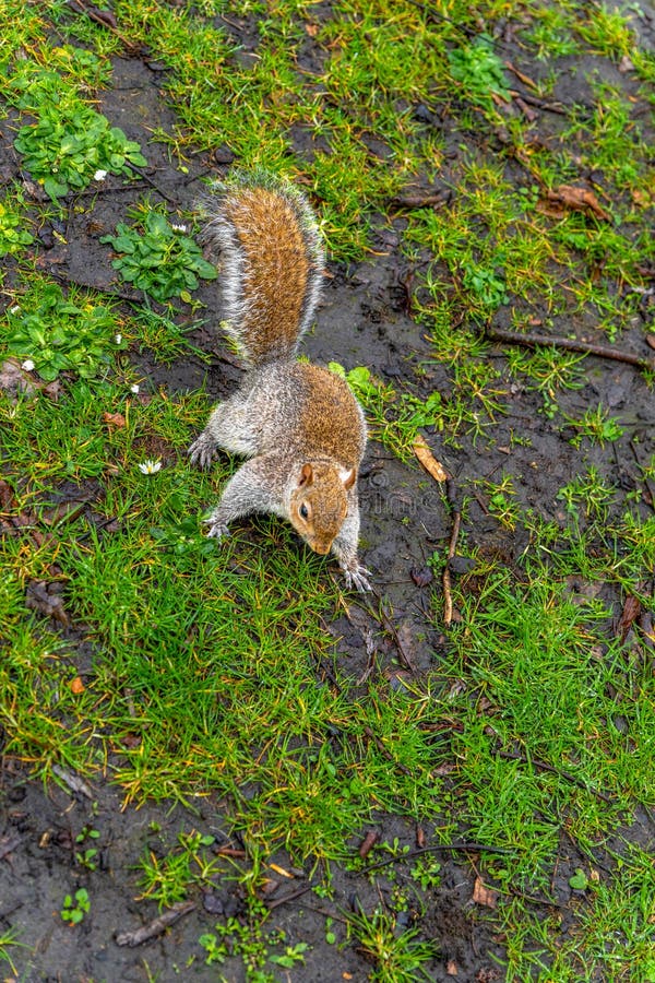Close-up of a Squirrel on Grass and Wet Ground in Hyde Park, London ...