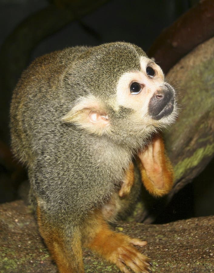 Close-up of a Common Squirrel Monkey Stock Image - Image of close, eyes ...