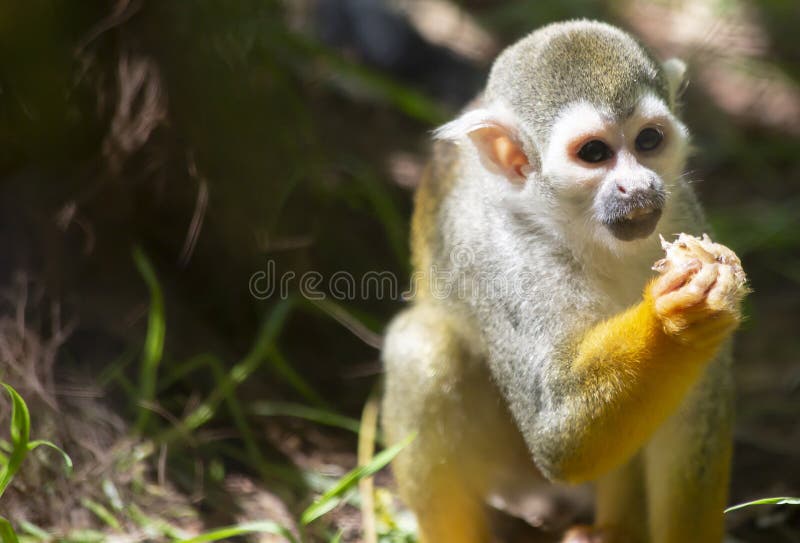 Squirrel Monkey Eating stock image. Image of body, biology - 131100617