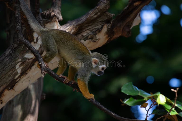 Close Up Squirrel Monkey on the Tree Stock Image - Image of monkey ...