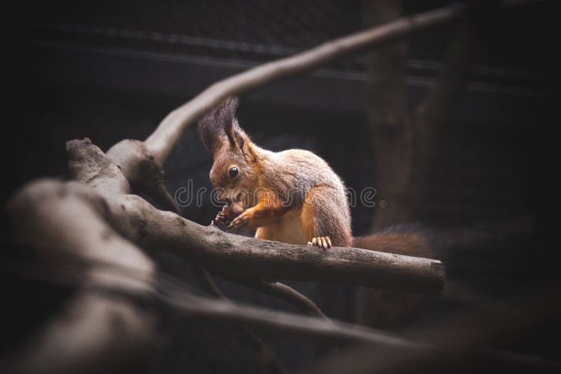 Close-up of a Squirrel & X28;Sciurus Vulgaris Ognevi& X29; Eating a Nut ...