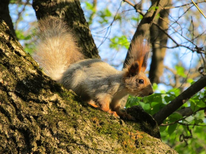 Close Up. Squirrel Sits on a Tree Illuminated by the Setting Sun of the ...