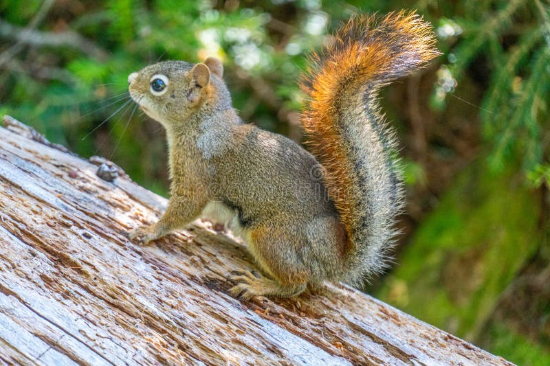 Close Up of Squirrel on the Trail in Cape Cod Stock Photo - Image of ...