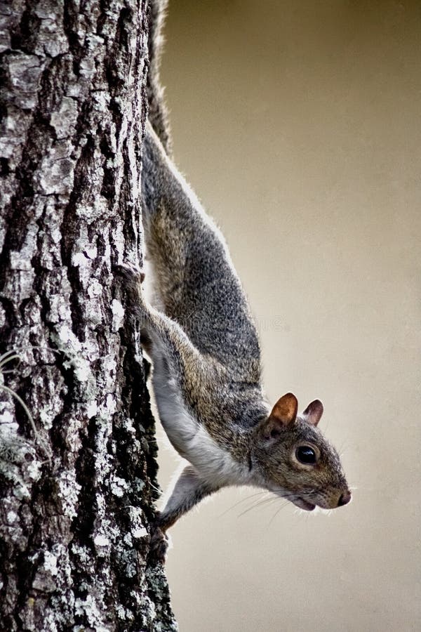 A Close Up of a Squirrel Peeking Out from Behind the Tree, AI Stock ...