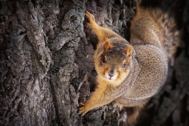 Squirrel Hugging Tree Forest Stock Photos - Free & Royalty-Free Stock ...