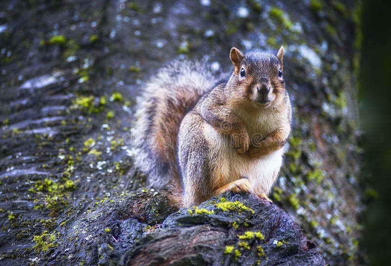 Squirrel Looking Back at Camera Stock Image - Image of wildlife, back ...
