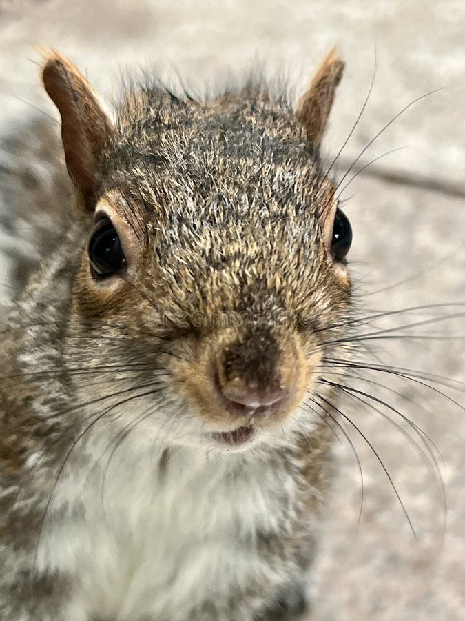 Squirrel stock image. Image of close, wild, animal, wildlife - 307902547