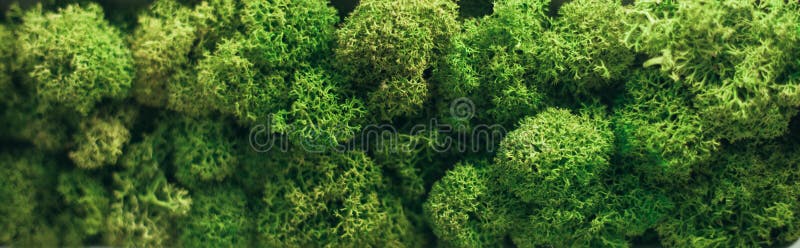 Close-up stabilized moss stock image. Image of nature - 111386517
