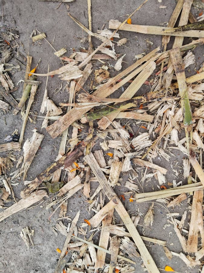 141 Sugar Cane Chewing Australia Stock Photos - Free & Royalty-Free ...