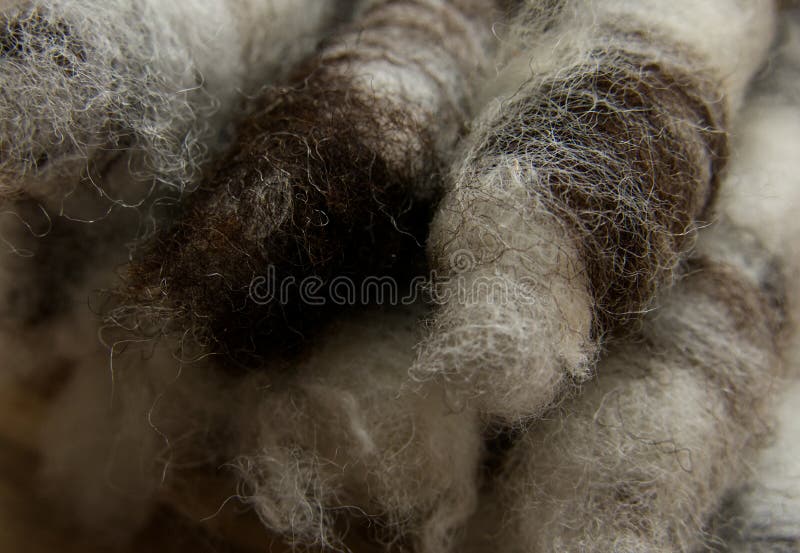 Close-up of a Stack of Brown and White Sheep S Wool Rolags, Ready for ...