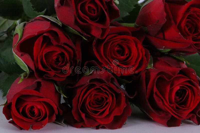 A Close-up of a Stack of Fresh Red Roses Lying on Top of Each Other ...