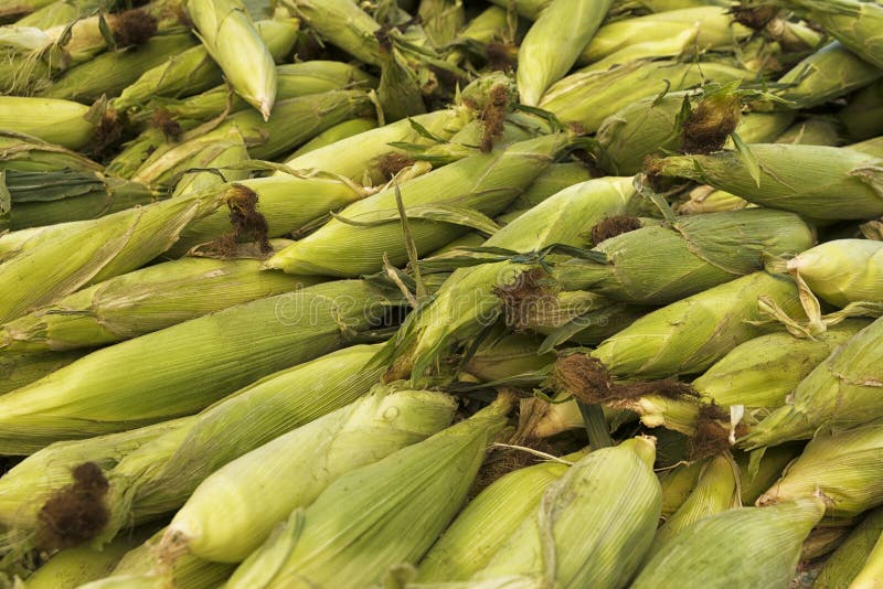 Close Up on a Stack of Fresh Sweet Corn at Farmers Market Stock Image ...