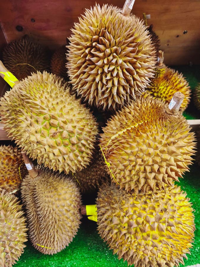 Close Up of Durians Hanging Stock Photo - Image of branch, agriculture ...