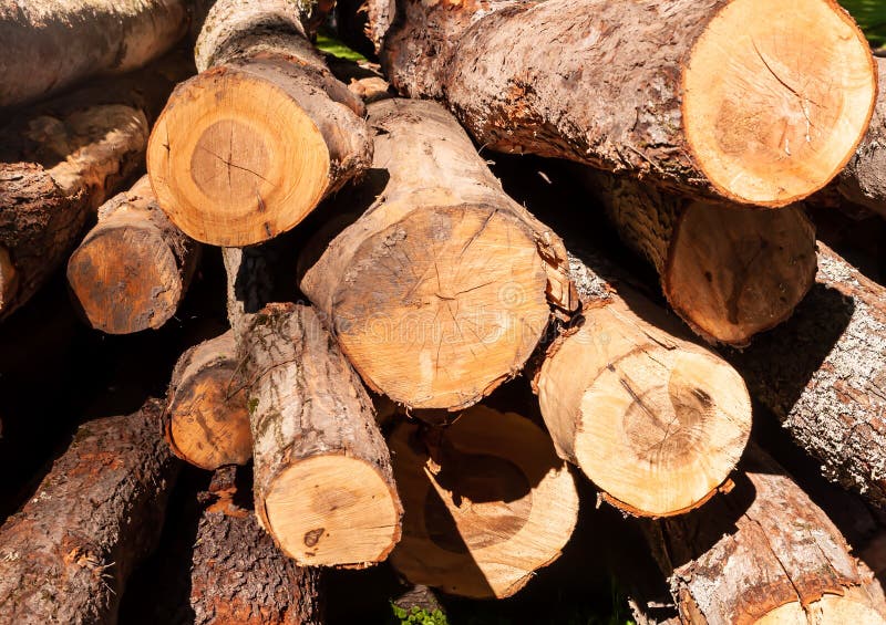 A Close Up of Stacked Cut Logs Stock Image - Image of pattern, material ...