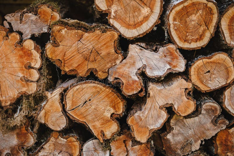 Close-up of Stacked Tree Logs in a Forest. Stock Image - Image of ...