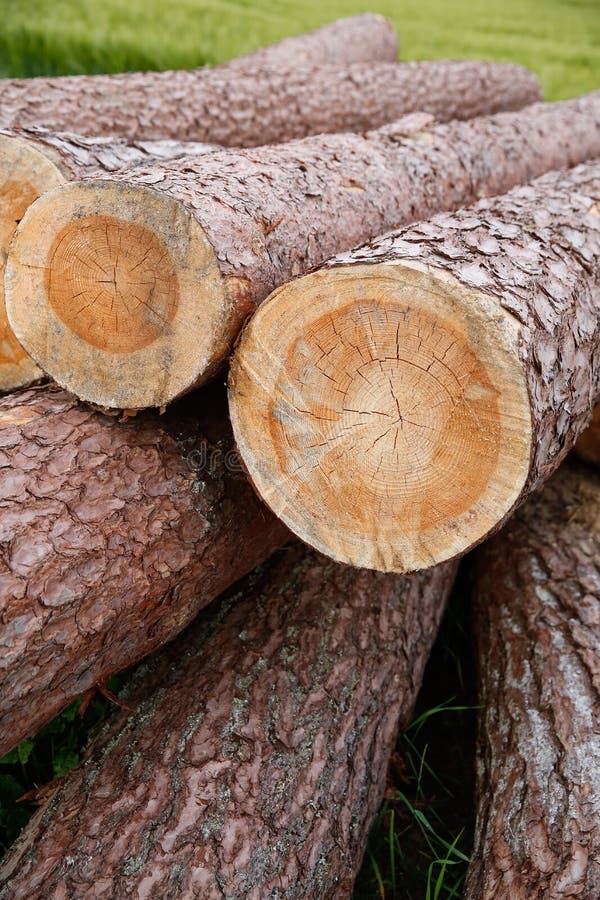 Close Up of Stacked Tree Trunks in a Field Stock Photo - Image of ...