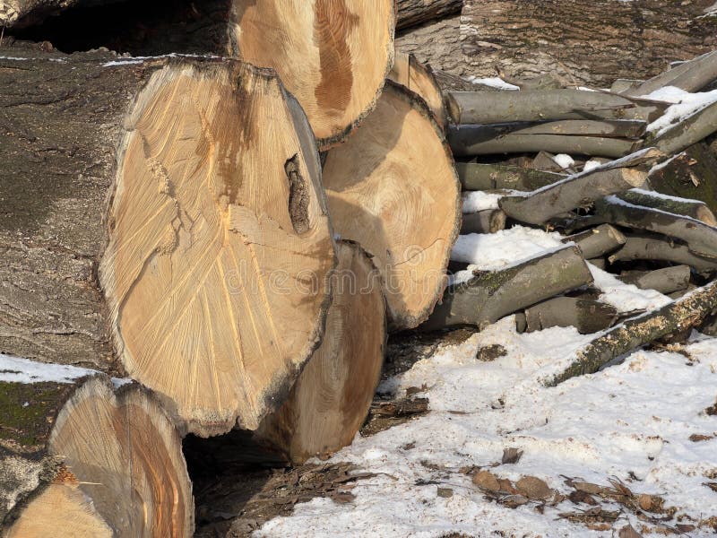Close-up of Stacked Tree Trunks on Snowy Ground Stock Photo - Image of ...