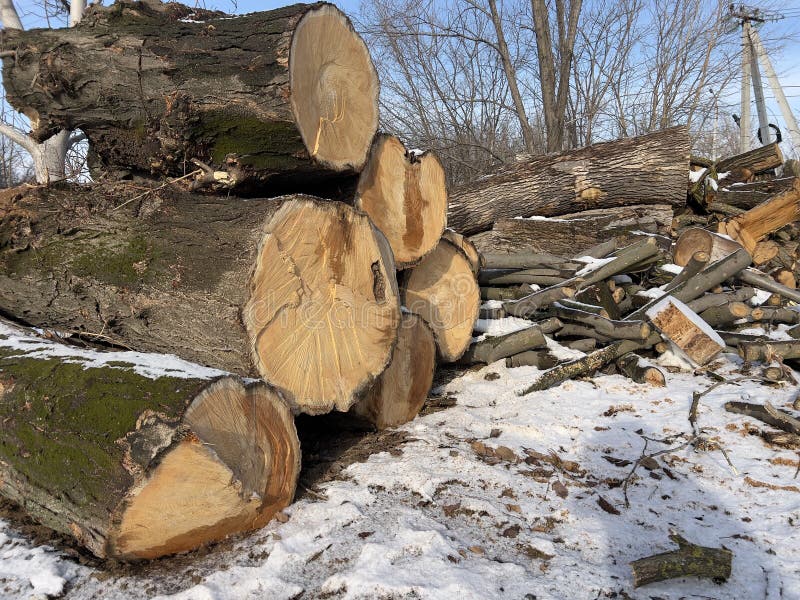 Close-up of Stacked Tree Trunks on Snowy Ground Stock Image - Image of ...