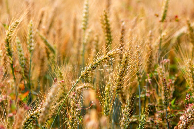 Close Up of Stocks of Wheat in a Field Stock Photo - Image of seed ...