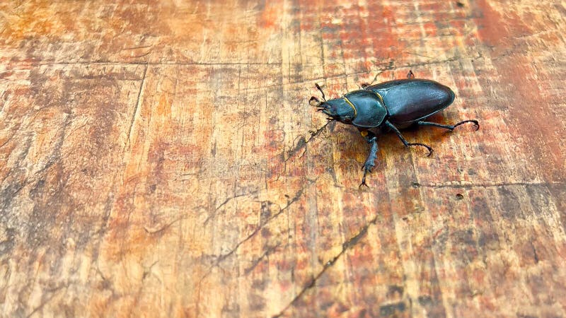 Close-up of a Stag Beetle on Aged Wooden Surface. Detailed Texture of ...