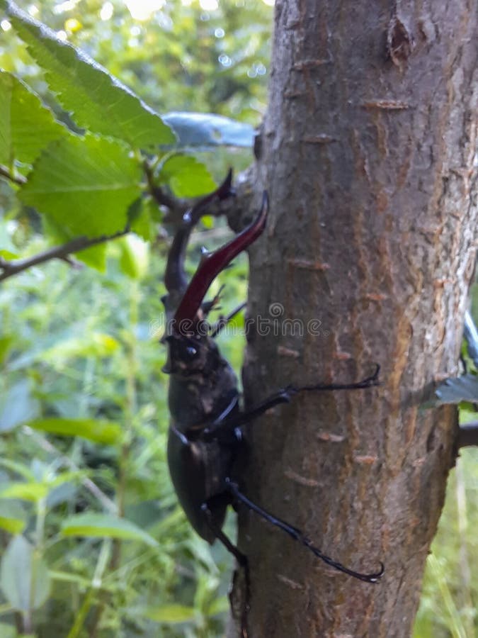 Close-up on a stag beetle stock image. Image of stag - 254505933