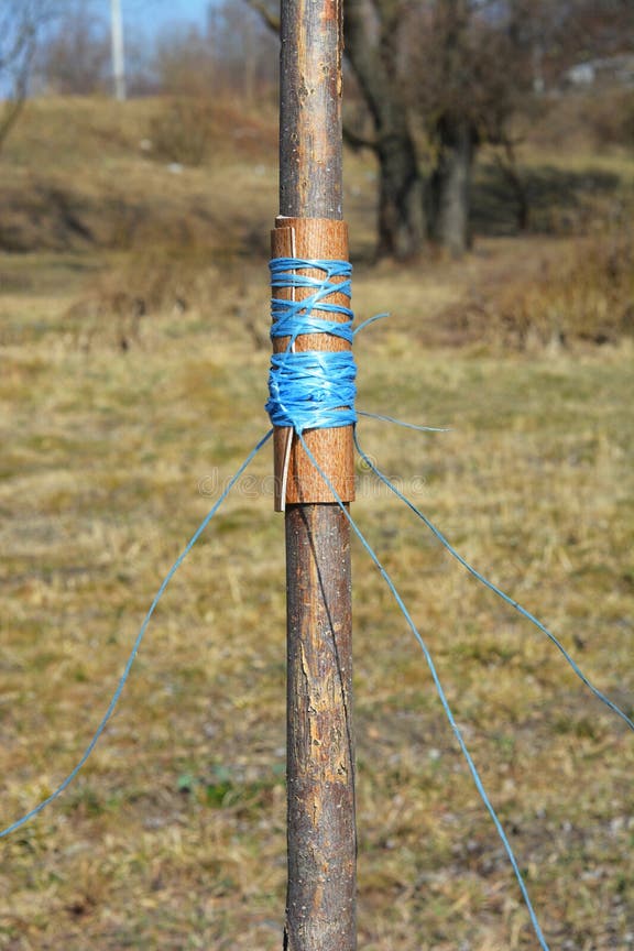 A Close-up of Staking a Tree Properly with a Flat Nylon Material Usage ...