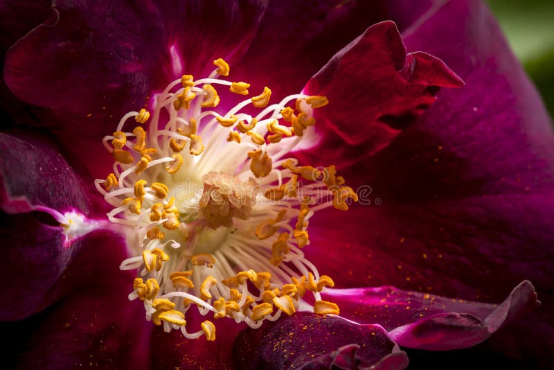 Close up of stamen. stock image. Image of macro, botanical - 72519281