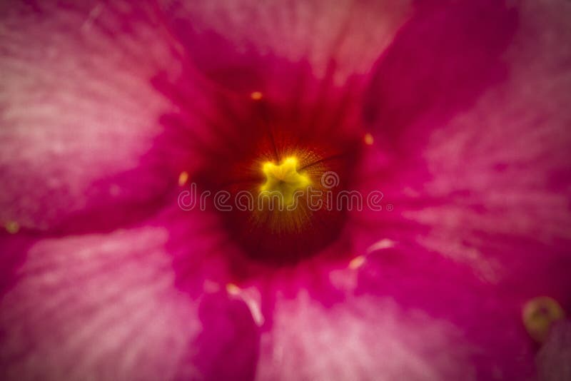 Closeup of red flower stock photo. Image of colour, floret - 110546486