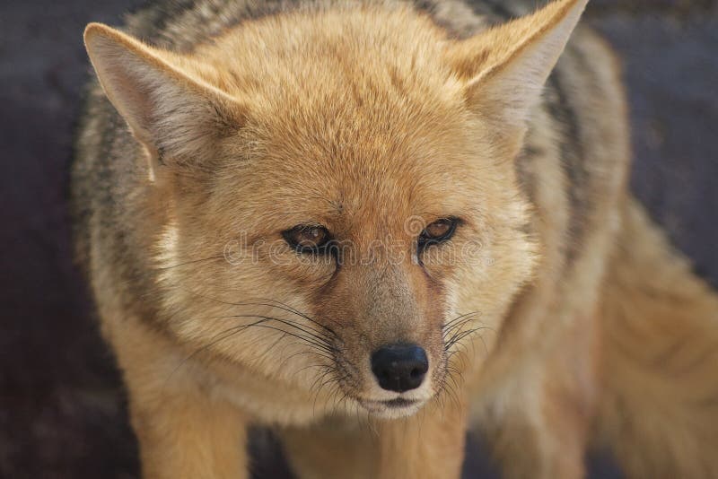 Close up of standing fox stock image. Image of cute, predator - 36386835