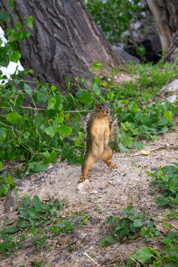 Close Up of Standing Squirrel Friend Encounter Stock Photo - Image of squirrel, encounter: 281761678
