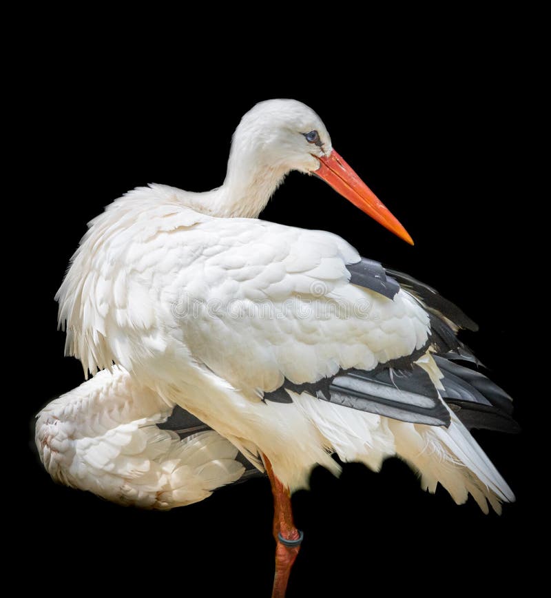 Standing Stork Bird Isolated on White Background Stock Image - Image of ...