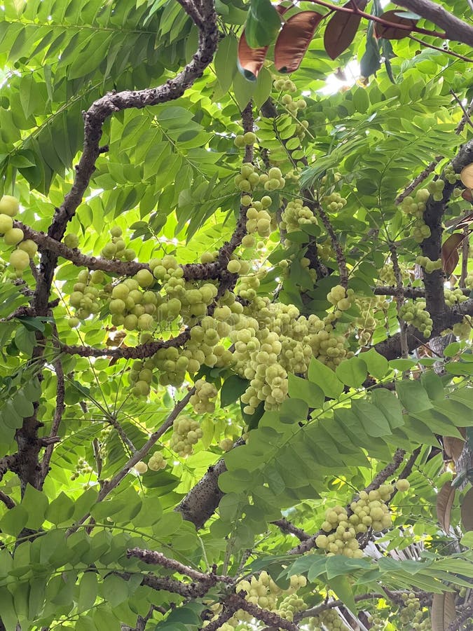 Star Gooseberry Fruit on the Tree Stock Photo - Image of tree, limb ...
