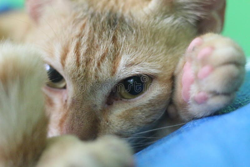 A Close Up of a Staring Cat Face Stock Photo - Image of lovely, alone ...