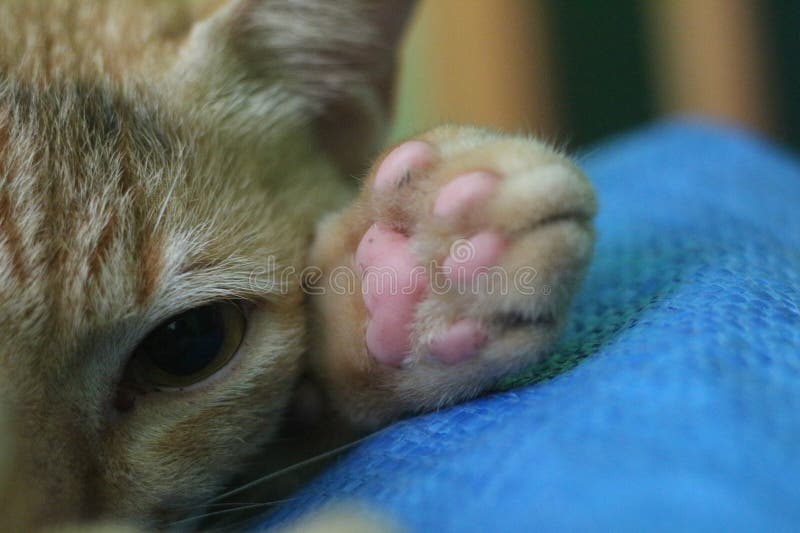 A Close Up of a Staring Cat Face Stock Photo - Image of feline, staring ...