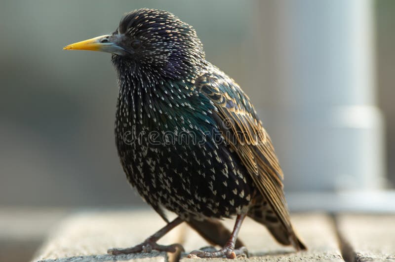 Close-up of a starling stock image. Image of black, still - 2337255