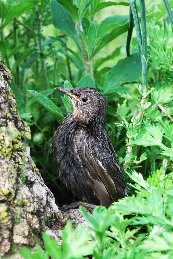 Close Up of a Starling Bird Stock Image - Image of starling, bark: 20288823