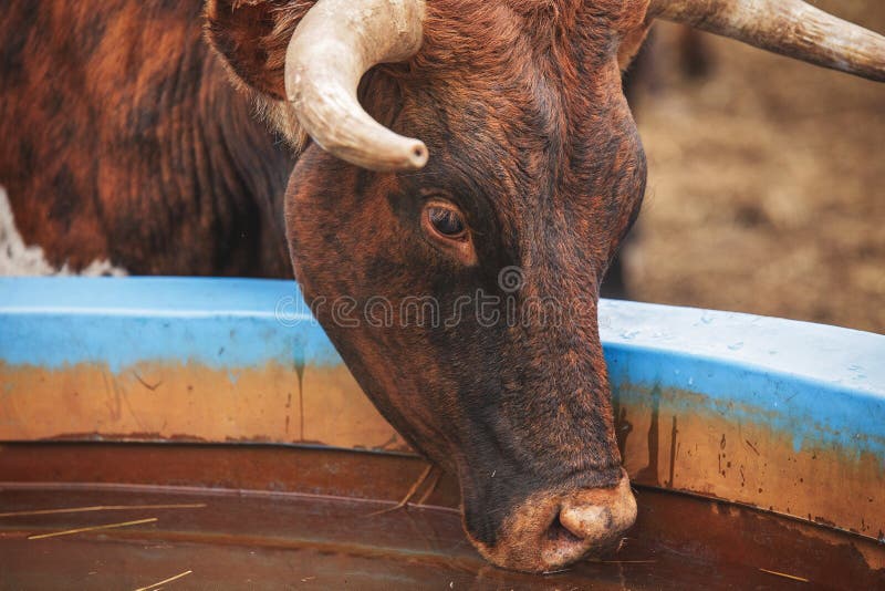 Close Up of a Steer Drinking Stock Image - Image of country, drinking ...