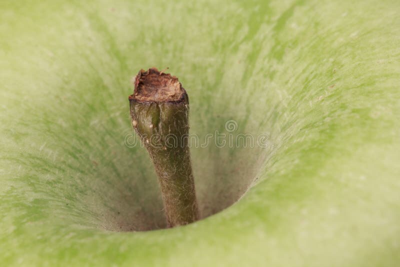 Close Up Organic Apple, Stem. Stock Image - Image of crop, texture: 86627589