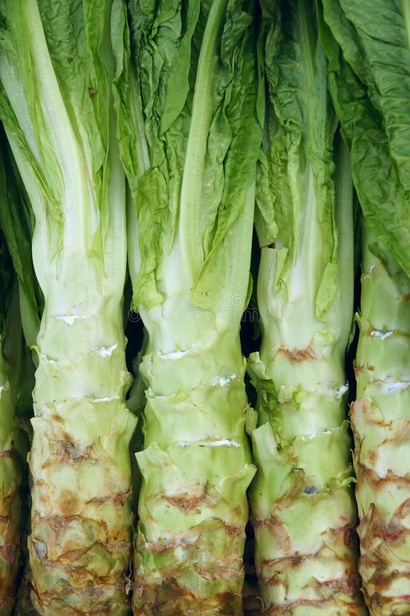 Stem lettuce stock photo. Image of romaine, closeup, leaf - 29722580